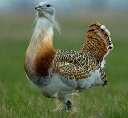 Дрофа | Животный мир