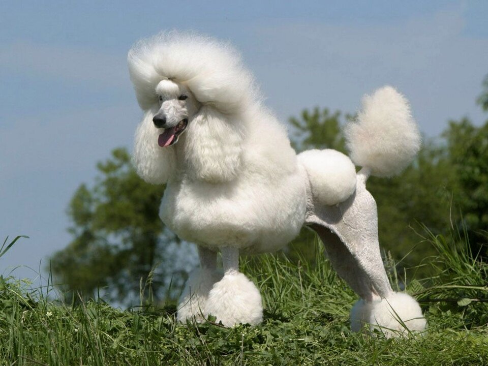 Порода собак Королевский Пудель